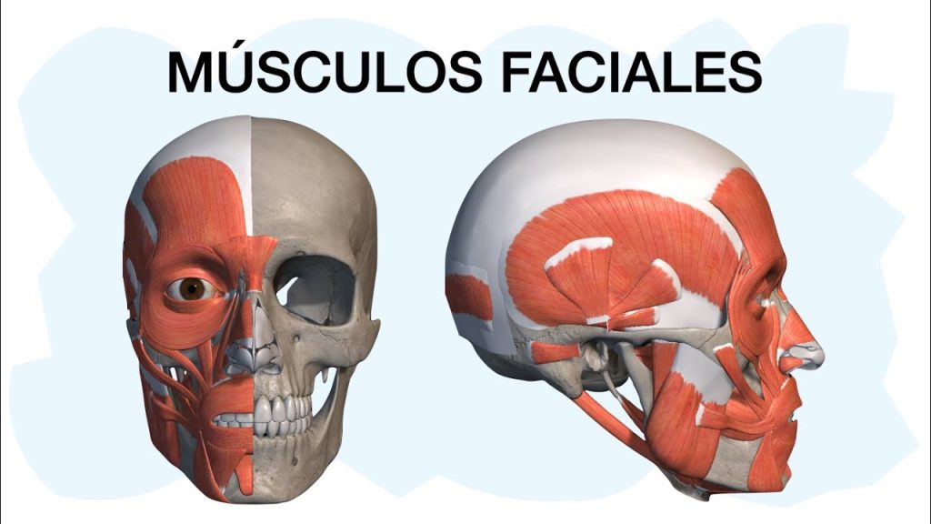 Anatomía Facial: Secretos de los Huesos del Rostro - PSICOLOGÍAVITAE