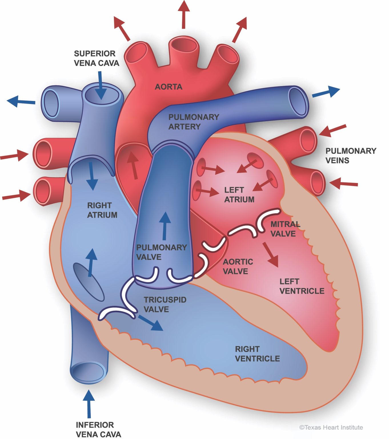 Anatomía del Corazón: Componentes Esenciales y Sus Funciones ...