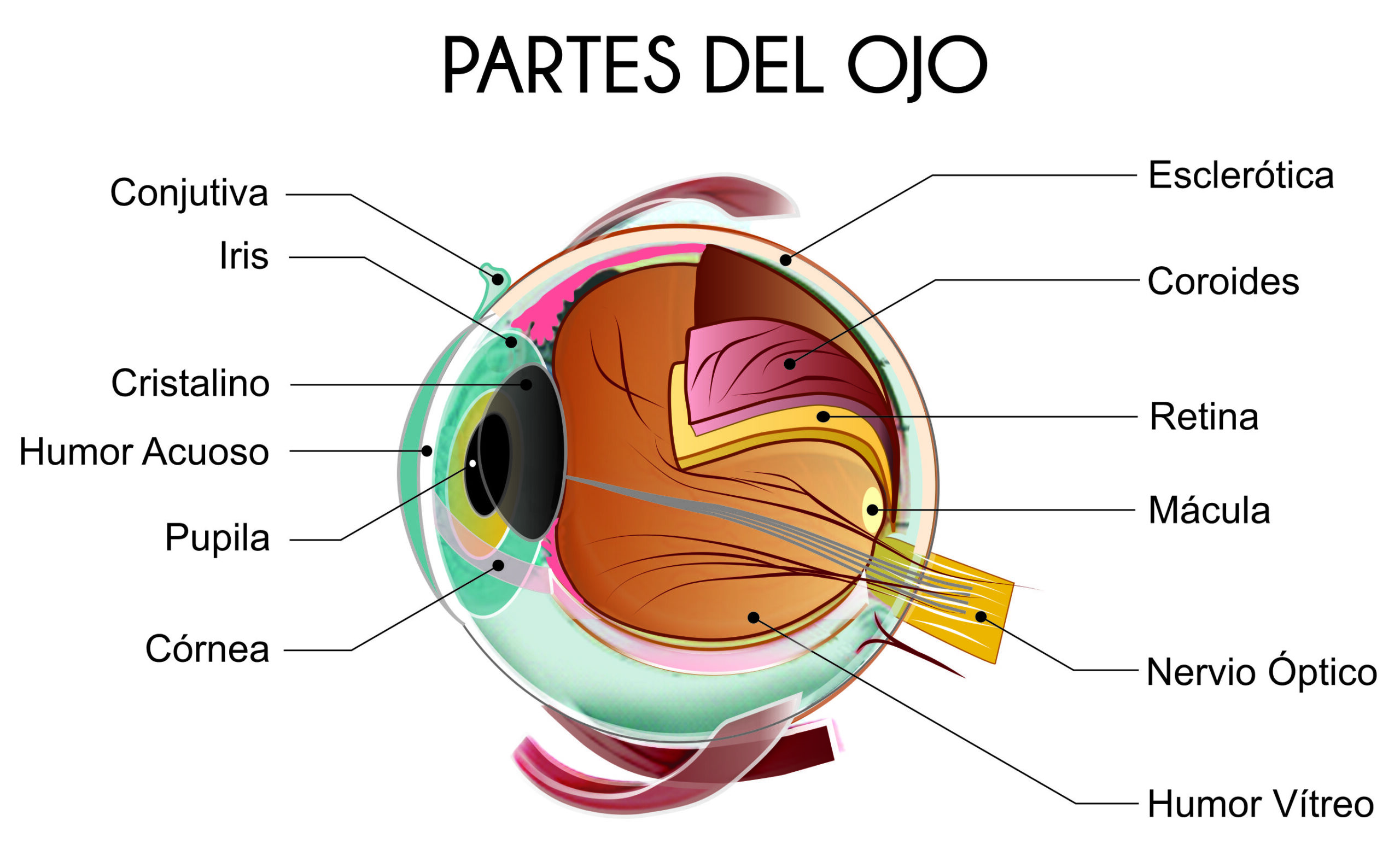 Anatomía del ojo: una mirada detallada - PSICOLOGÍAVITAE
