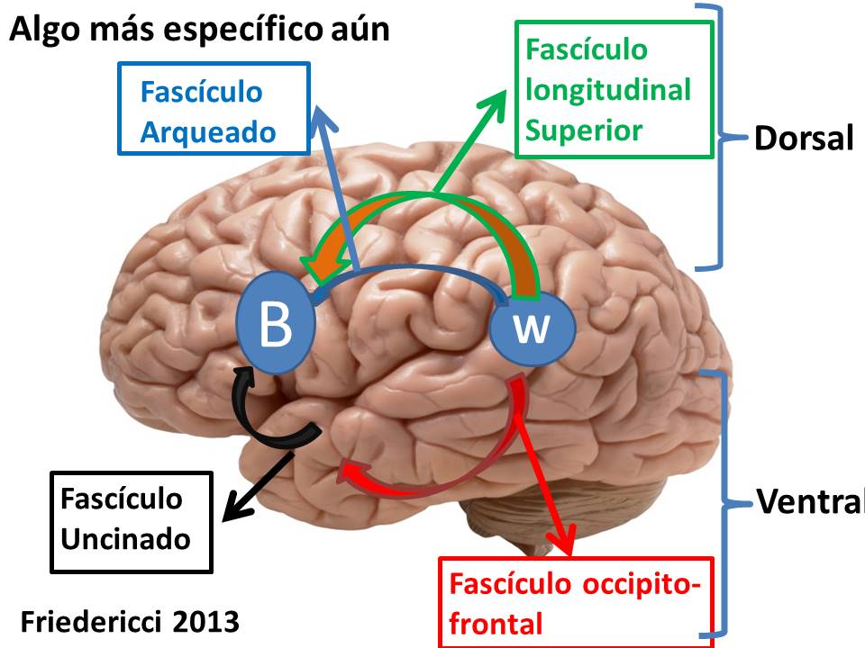 Conoce en profundidad el fascículo uncinado - PSICOLOGÍAVITAE