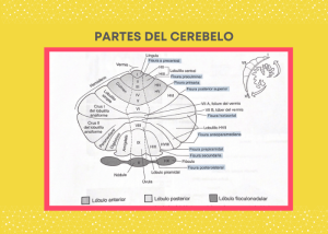 Partes y funciones del cerebelo humano: una guía esencial - PSICOLOGÍAVITAE