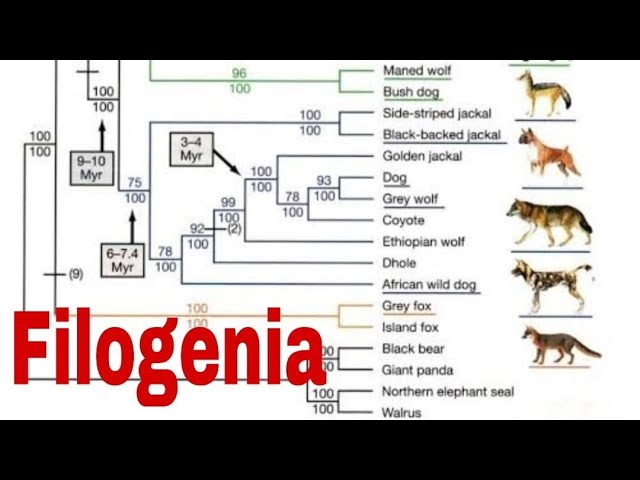 Comparativa entre clado taxón y grupo monofilético - PSICOLOGÍAVITAE