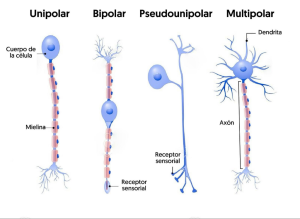 Complejidad y funciones de las neuronas multipolares - PSICOLOGÍAVITAE