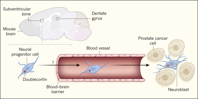 El mundo fascinante de los neuroblastos - PSICOLOGÍAVITAE
