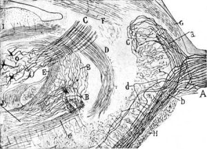 Secretos del giro fusiforme revelados en nuevas investigaciones ...