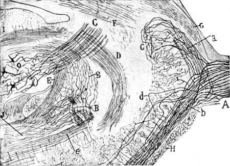 Secretos del giro fusiforme revelados en nuevas investigaciones ...